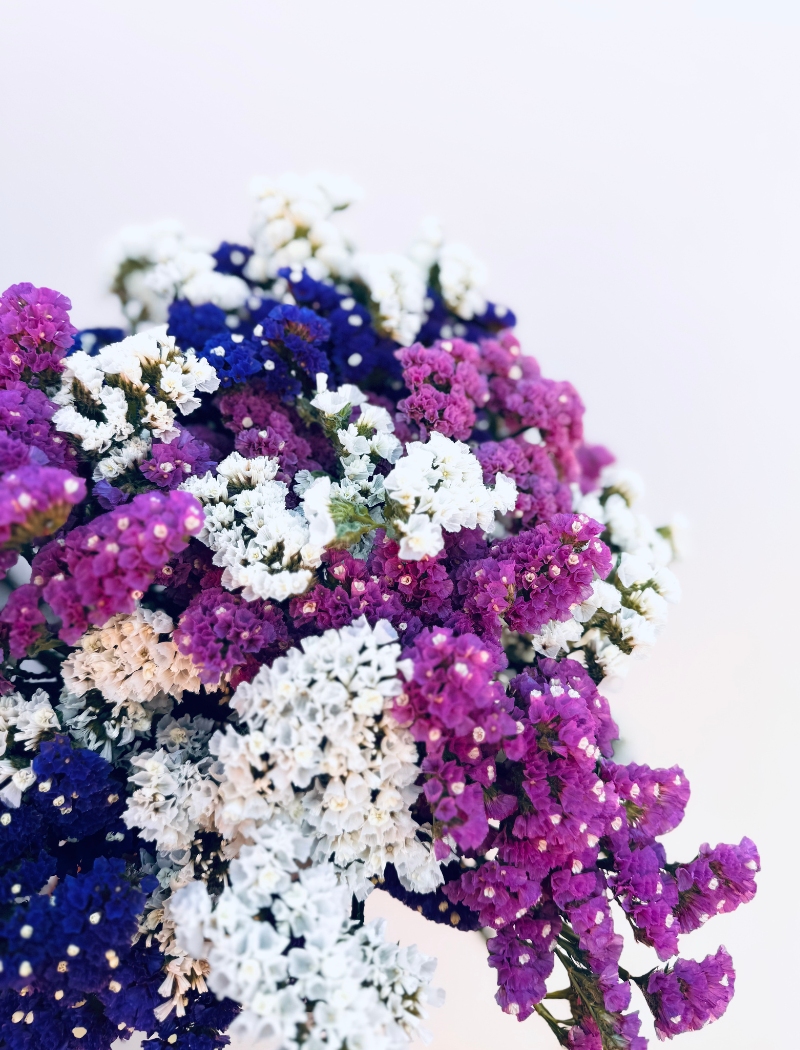 Everlasting Statice - From Farm to Vase - Freshest Flower Delivery ...